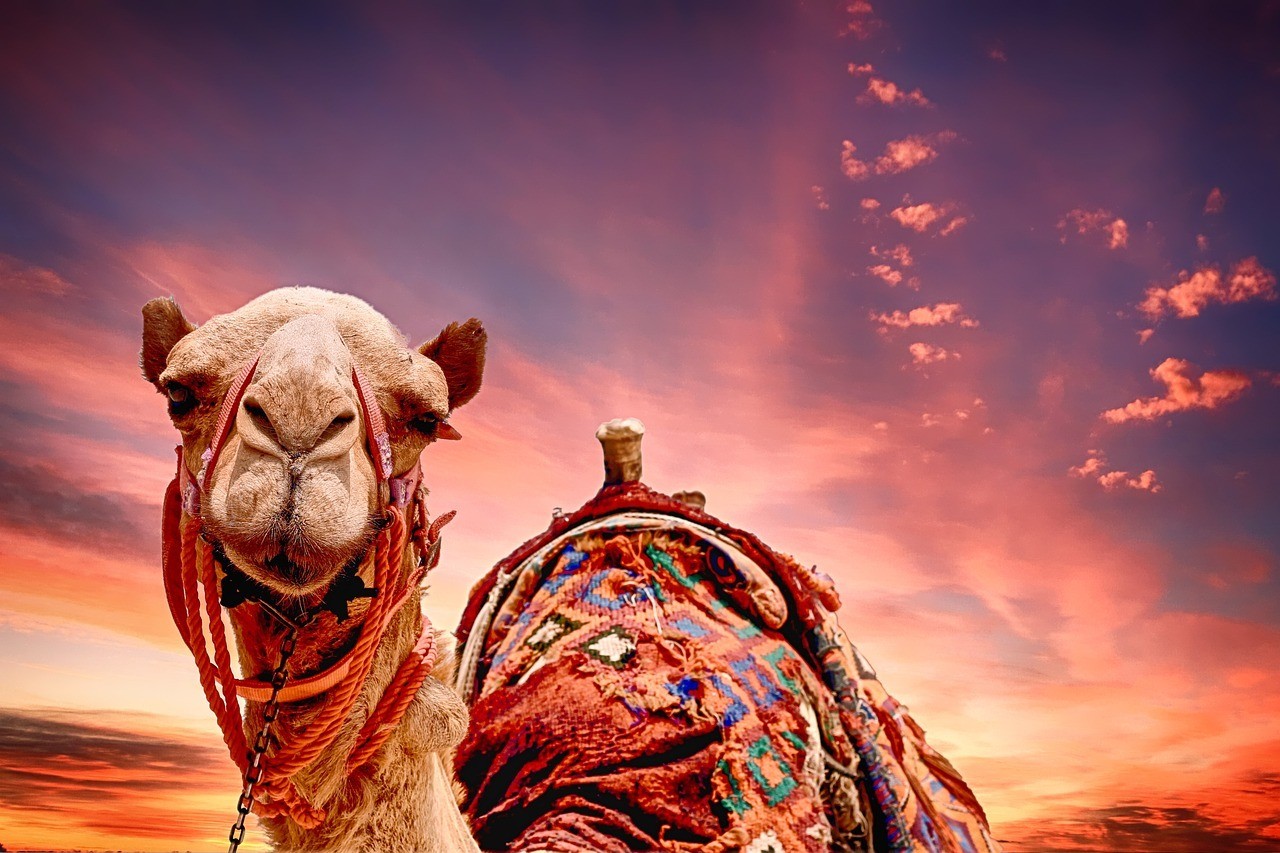No Camels Harmed In The Making of This Post | Oct 27 2023 - Cancer Words: